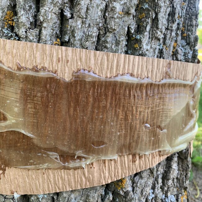 Treekote Tree Banding Kit | Eaton Brothers