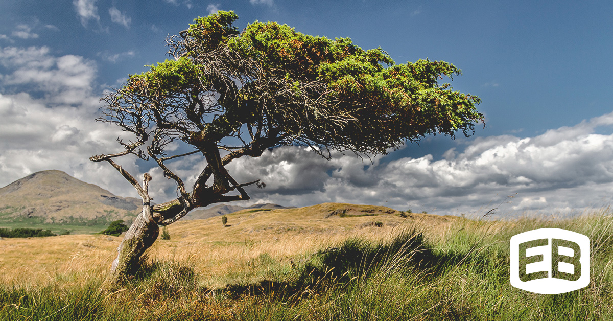 Why Trees Lean and How Tree Straps Can Help | Eaton Brothers