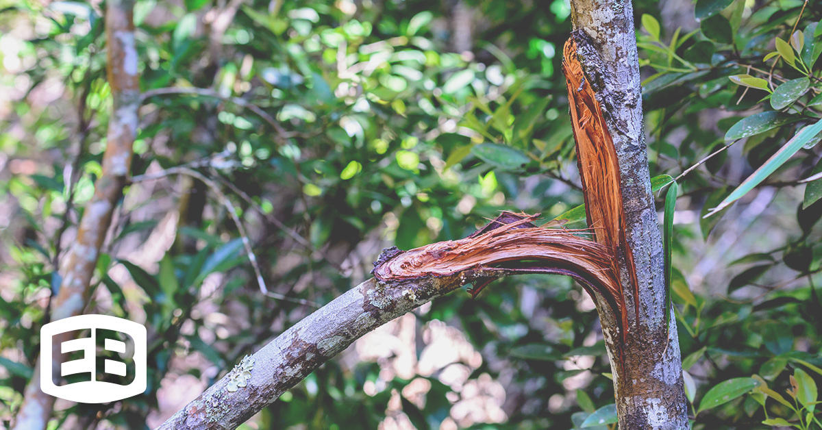 The Absolutely Essential Tree Repair Products | Eaton Brothers