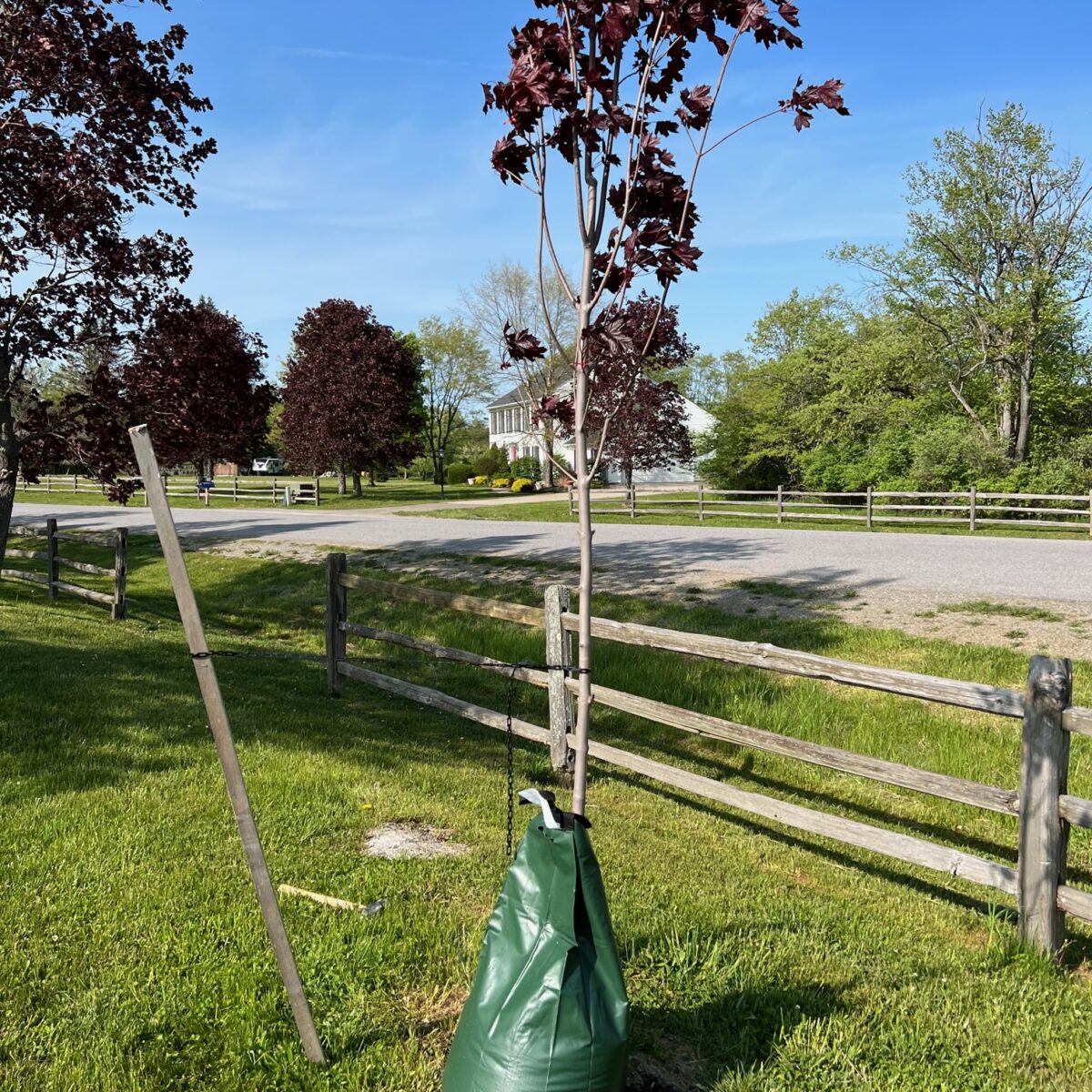 Rainbow Tree Watering Bag - 19 Gallon | Eaton Brothers